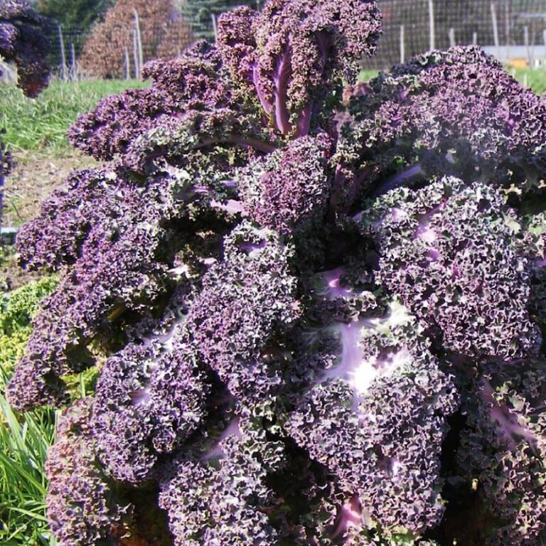 Saatgut - Braunkohl "Lippischer" online kaufen | KleePura