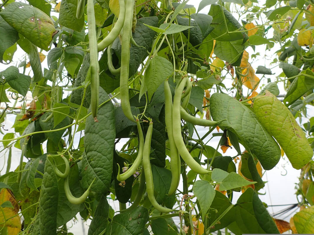 Die Gartenbohne (Phaseolus vulgaris)