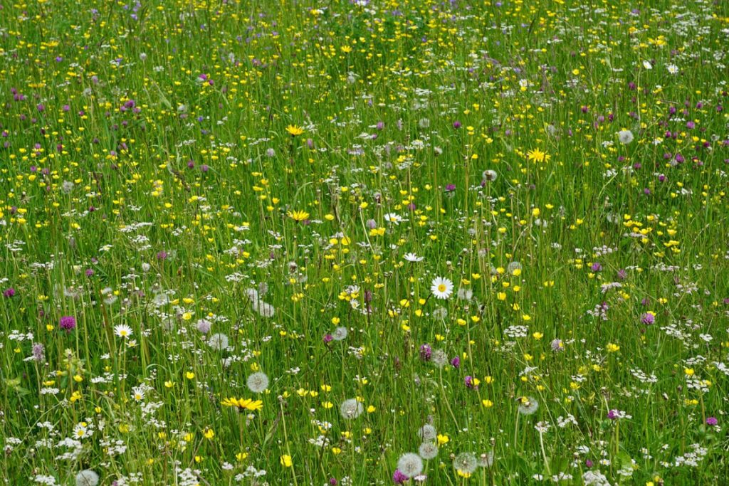 Gras, Wiese und Rasen - Hintergrundwissen
