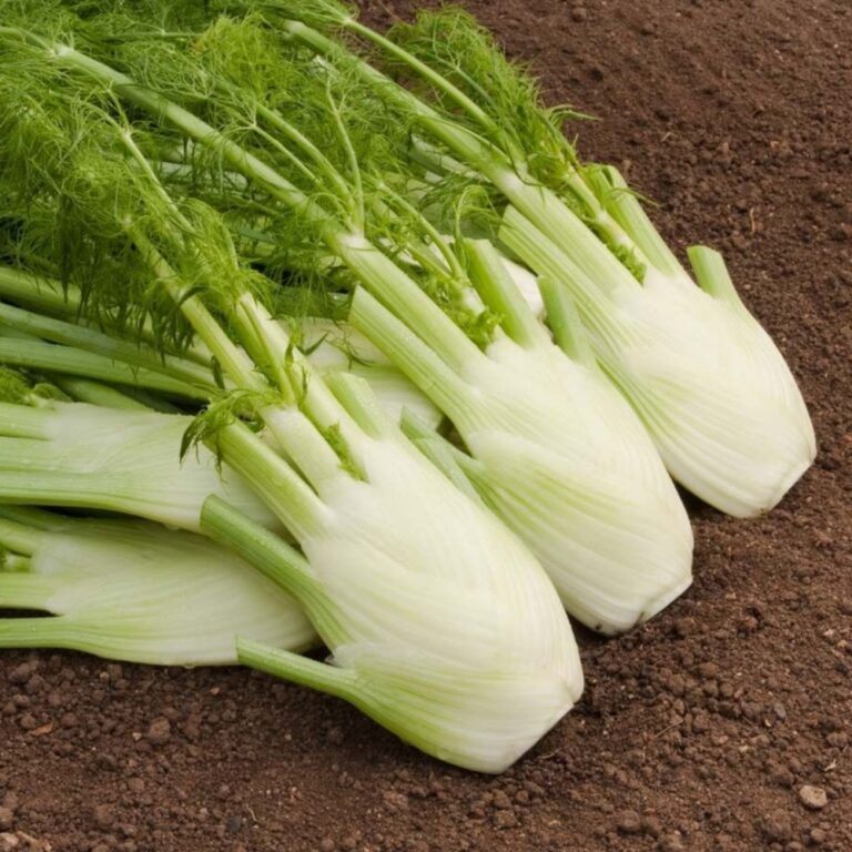 Bio Saatgut - Fenchel "Fenno" | KleePura